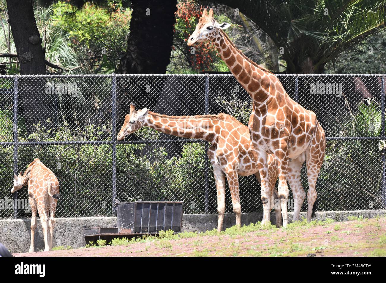 A Giraffe is seen eating during his captivity at the Chapultepec ...