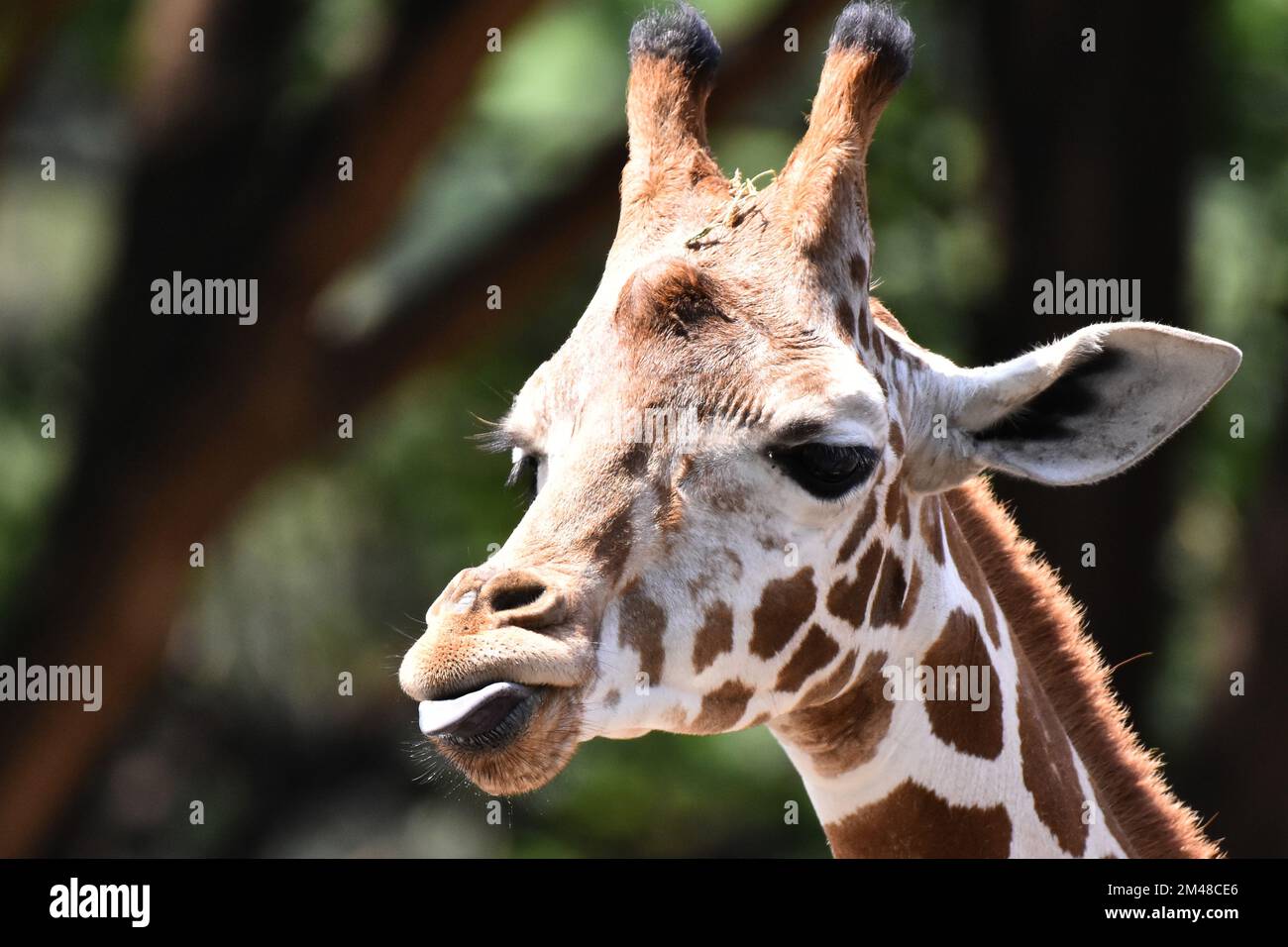 A Giraffe is seen eating during his captivity at the Chapultepec ...