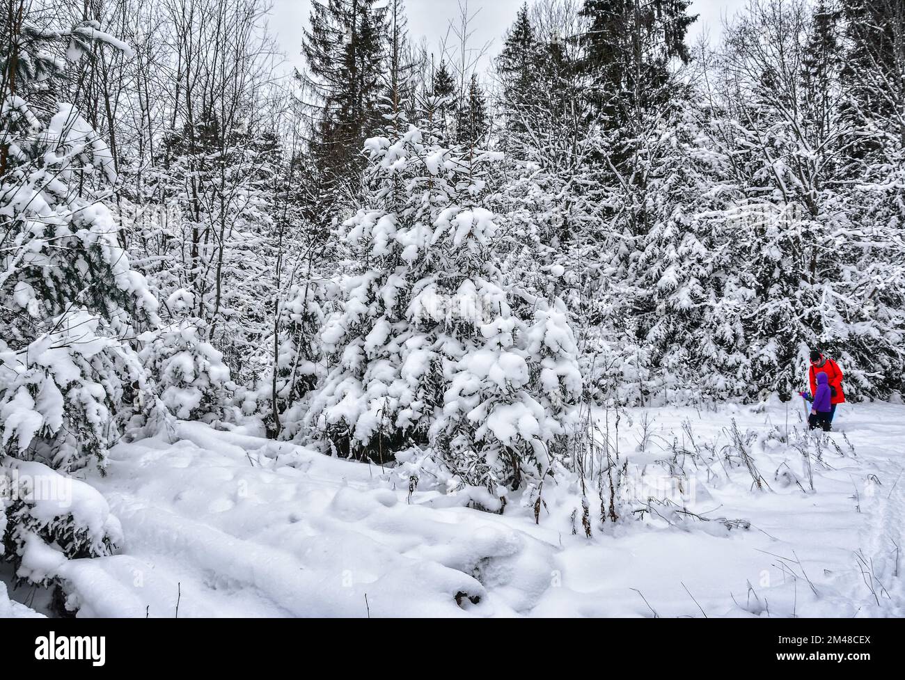 Forest area; Kirovsky district. Leningrad region; Russia. 12/11/2021 ...
