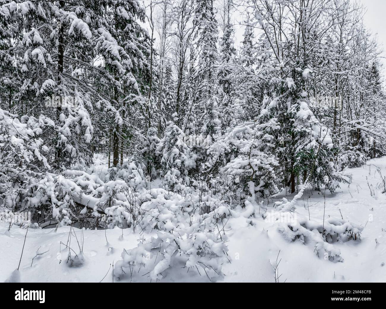 Snow-covered winter forest in the Leningrad region in the month of ...