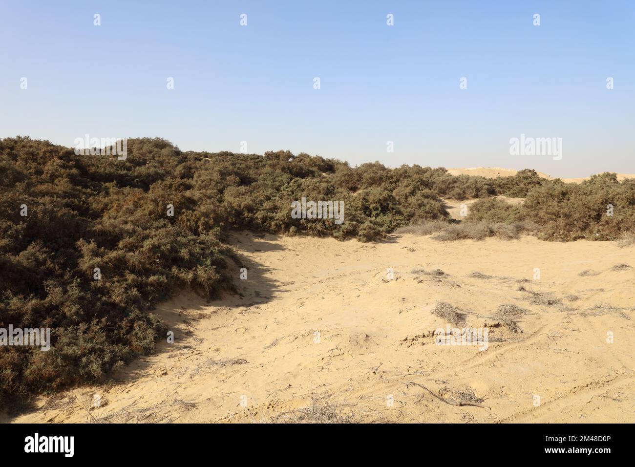 Desert and Wild Plants Stock Photo - Alamy