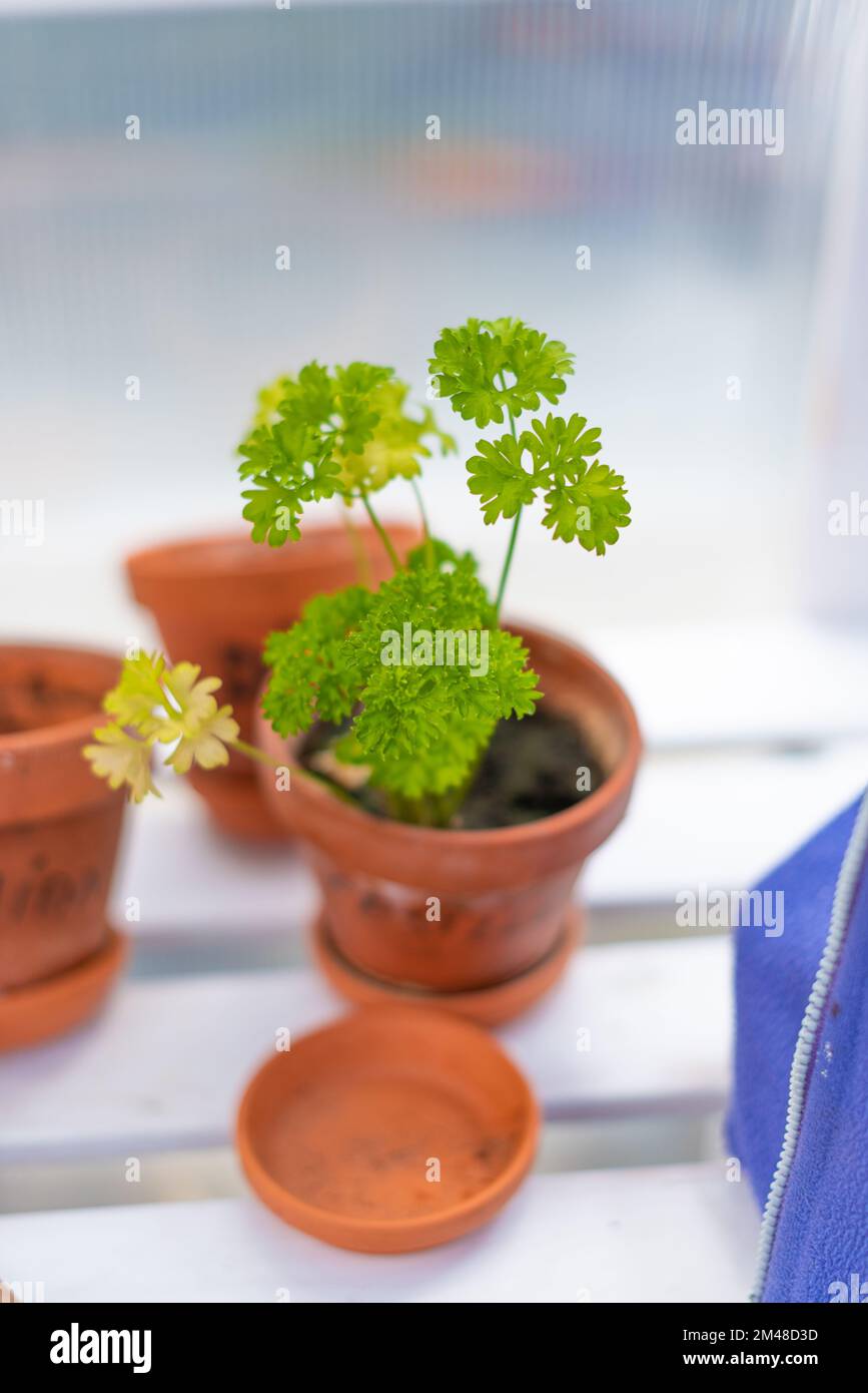 Red onion growing pot hi-res stock photography and images - Alamy