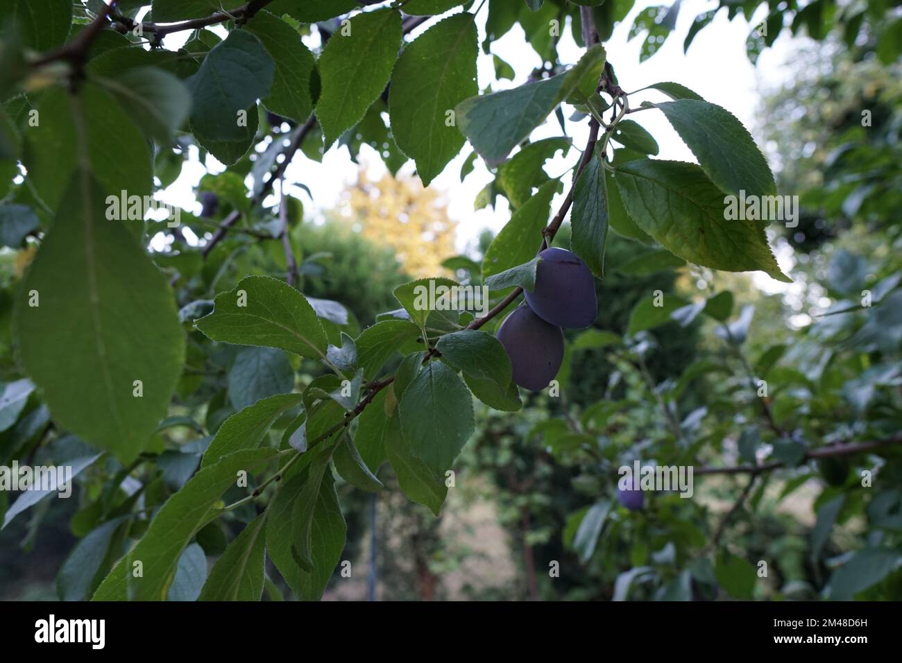 A close-up shot of plums growing in a garden Stock Photo - Alamy