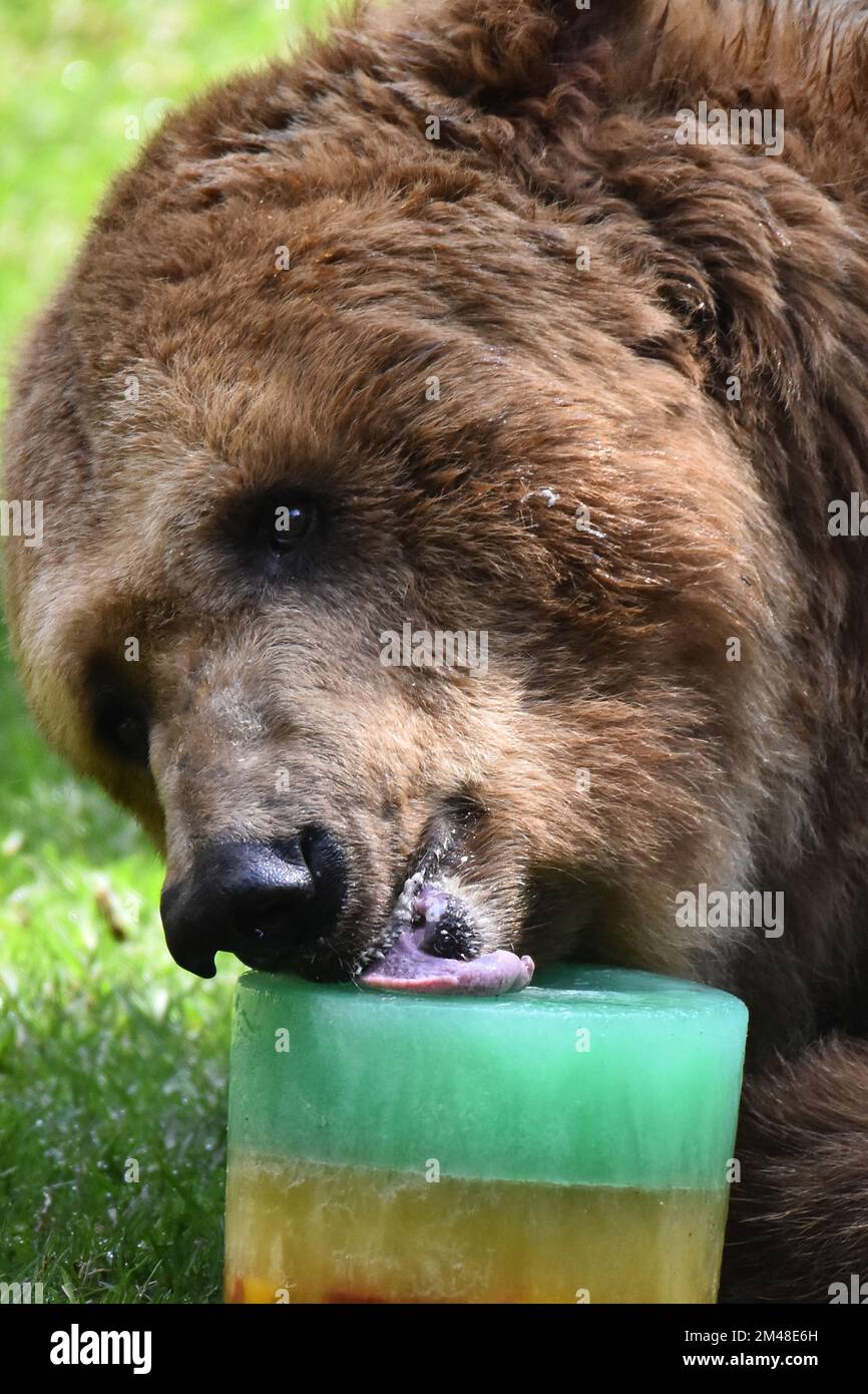 A Grizzly Bear is seen eating honey during his captivity at the ...
