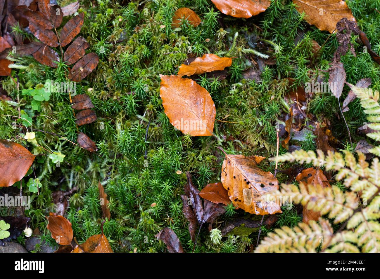 Green botanical forest background. Forest pattern Stock Photo - Alamy