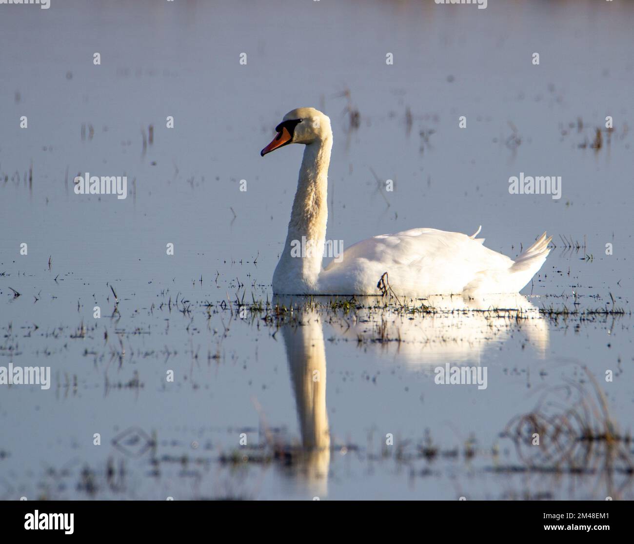 A closeup shot of a white swan swimming on water with dry grass Stock ...