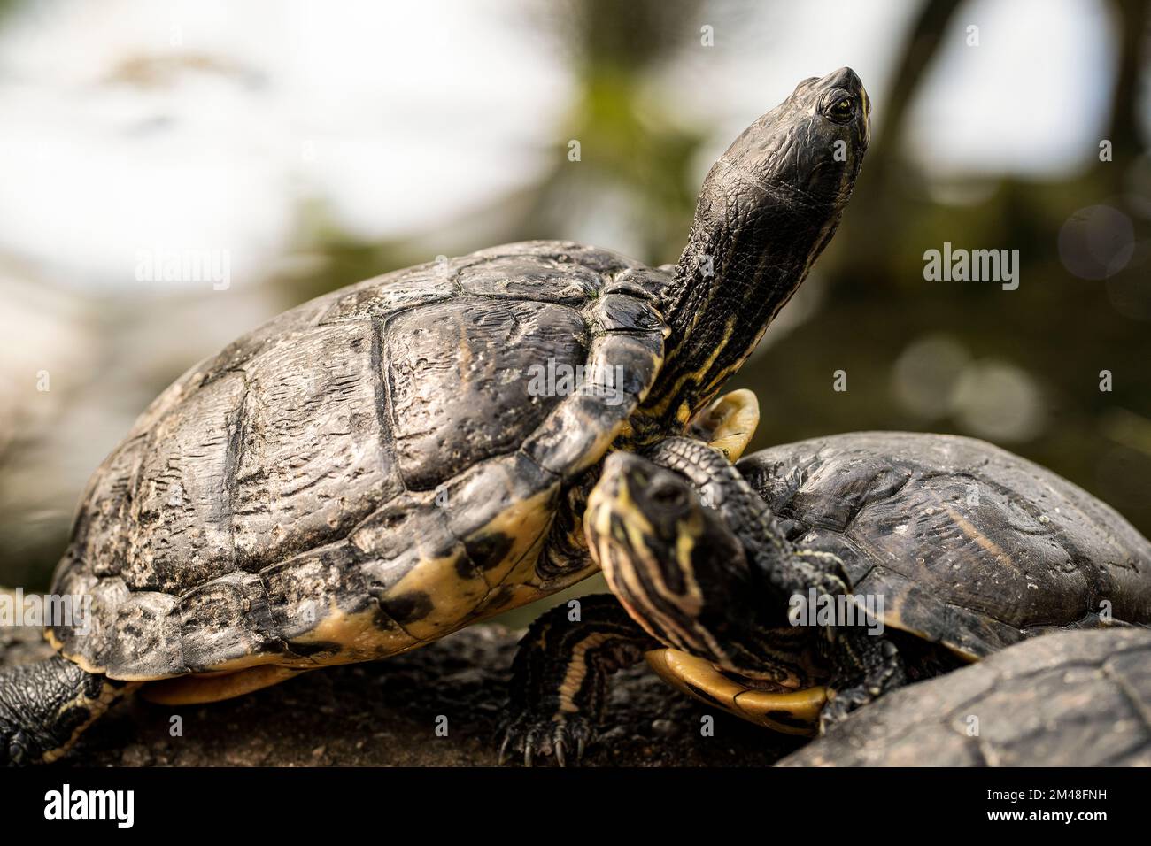 Turtles walking in nature, full frame Stock Photo - Alamy