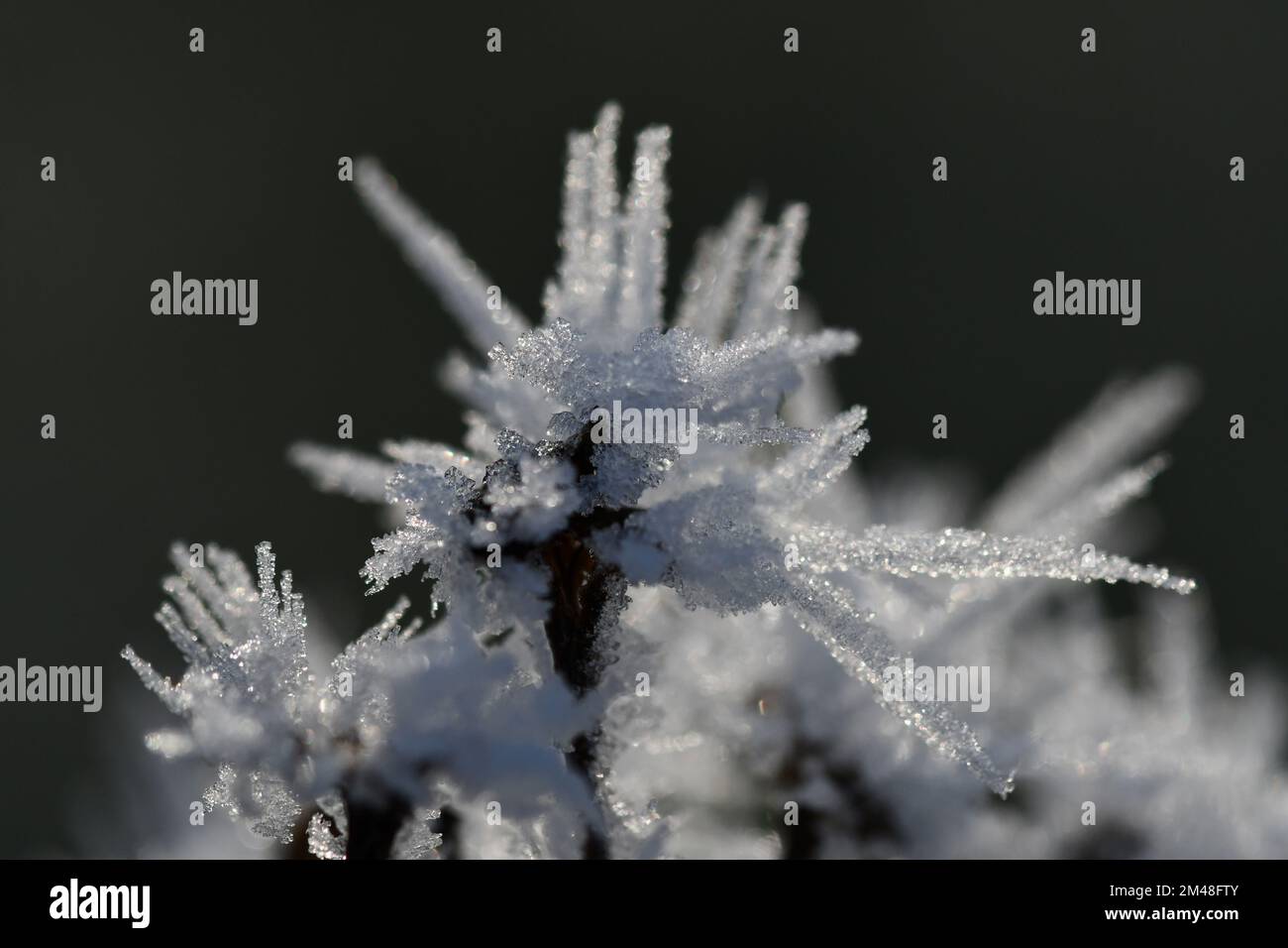 Frost weeds hi-res stock photography and images - Alamy