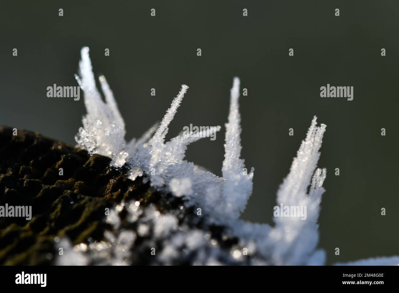 Frost on wood, macro photography, Thomastown, Co. Kilkenny, Ireland ...
