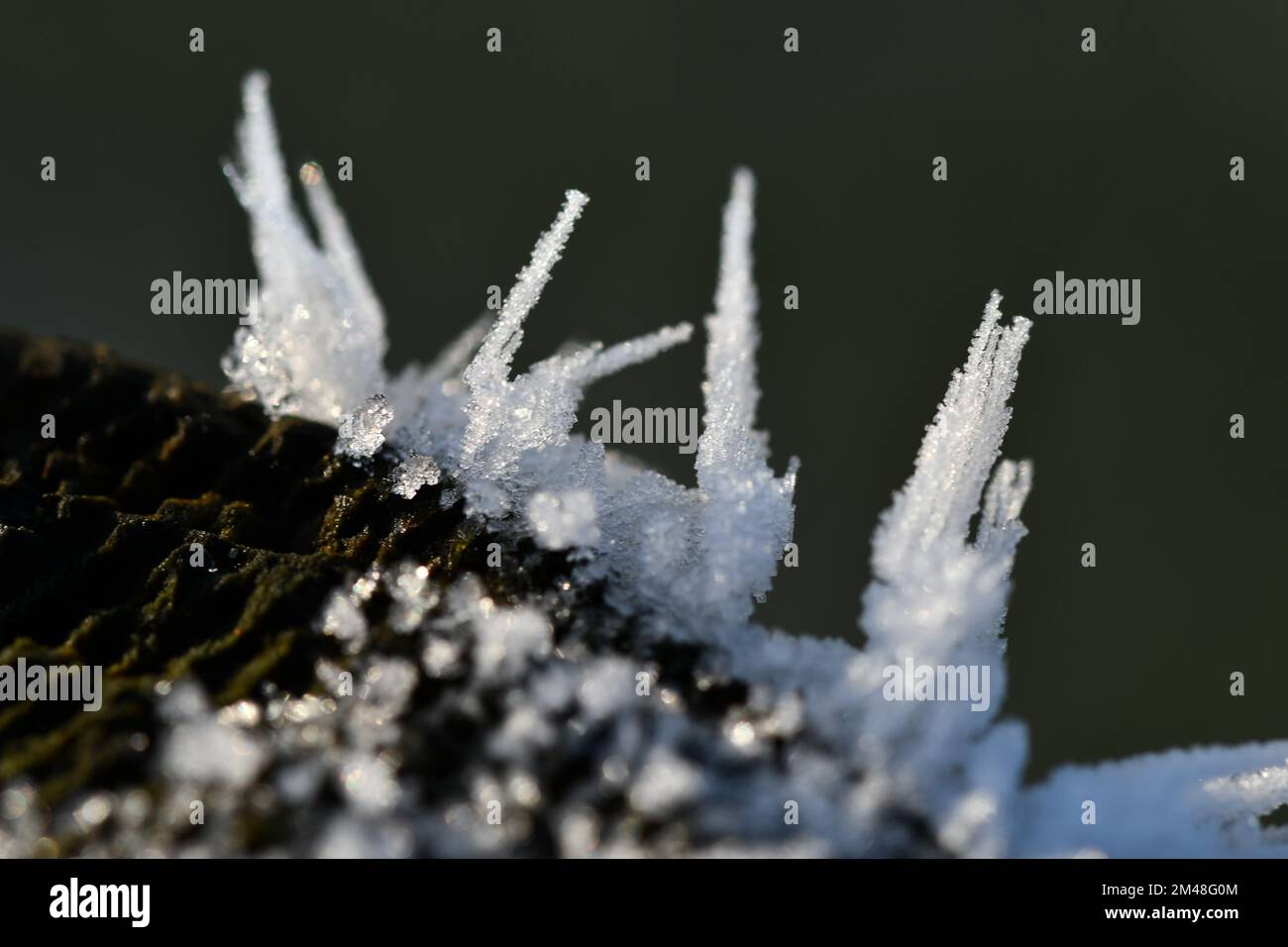 Frosted flakes hi-res stock photography and images - Alamy