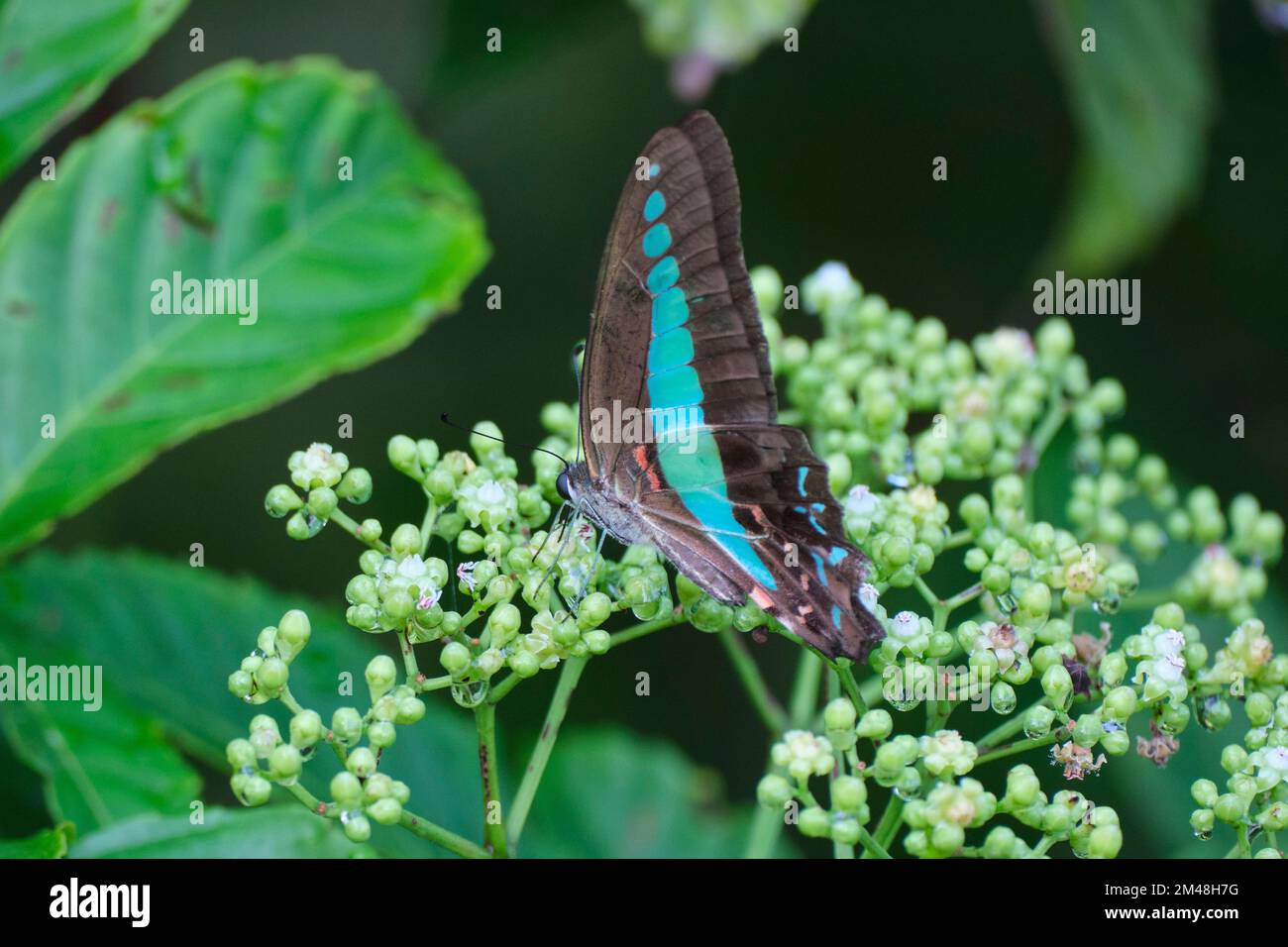 Sarpedon hi-res stock photography and images - Alamy