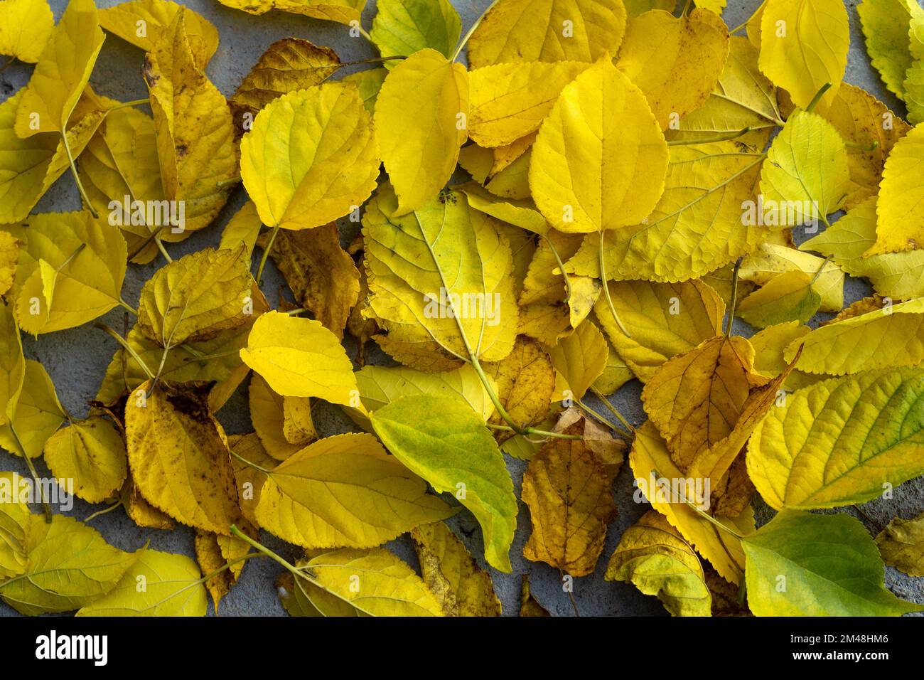 Goiania, Goiás, Brazil – December 18, 2022: A lot of fallen yellow ...