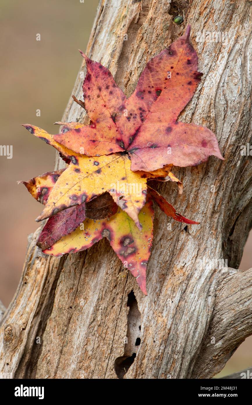 Fall Leaves on Cedar Stump Stock Photo - Alamy