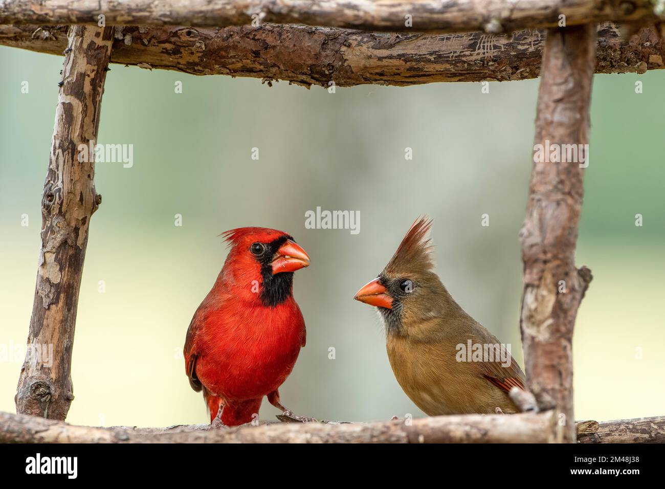 Northern Cardinal Pair in Feeder Made of Crepe Myrtle Branches Stock ...