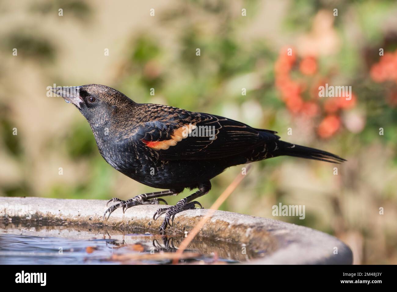 Red Wing Blackbird on Bird Bath in Louisiana Stock Photo - Alamy