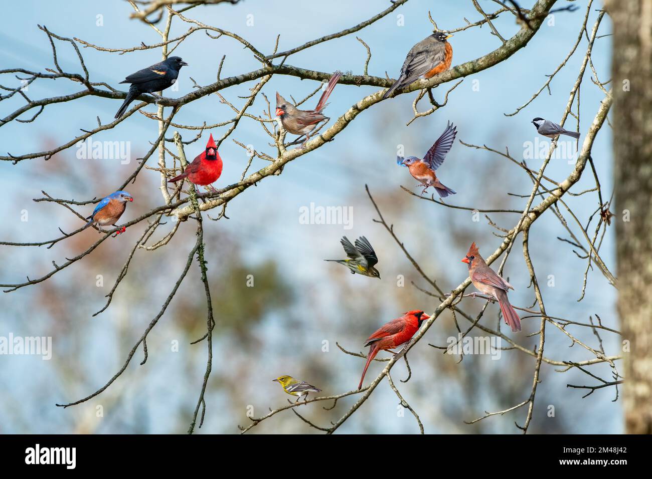 Flock of Varied Songbirds in Winter in Louisiana Stock Photo - Alamy