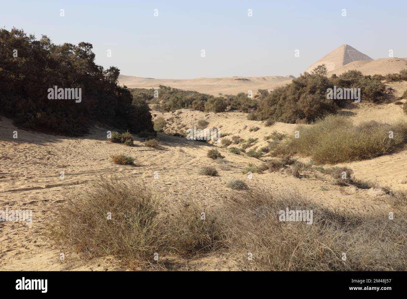 Desert, sand, pyramid and wild plants Stock Photo - Alamy