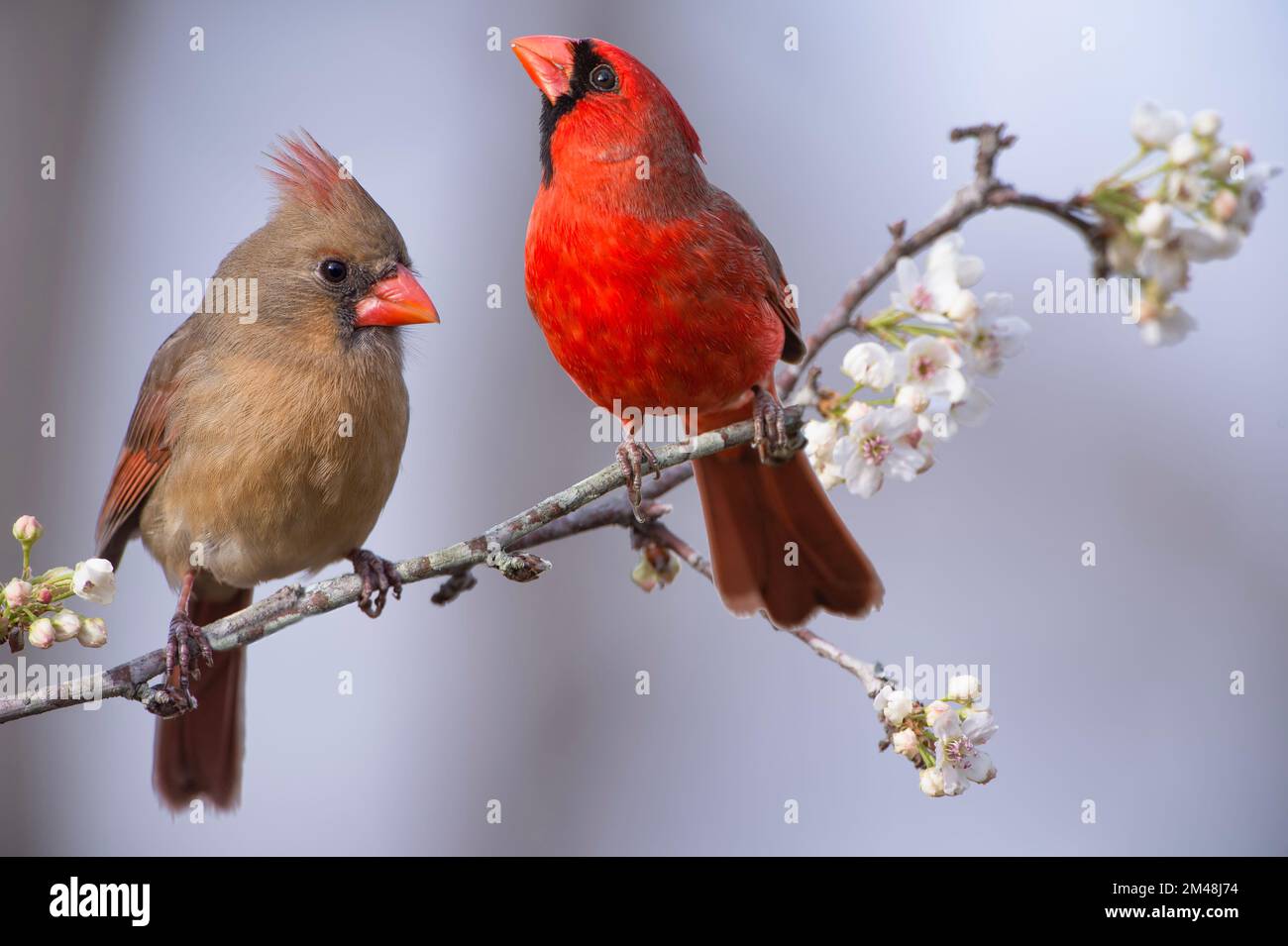 Northern Cardinal Pair Perching on Flowering Branch in Spring in ...