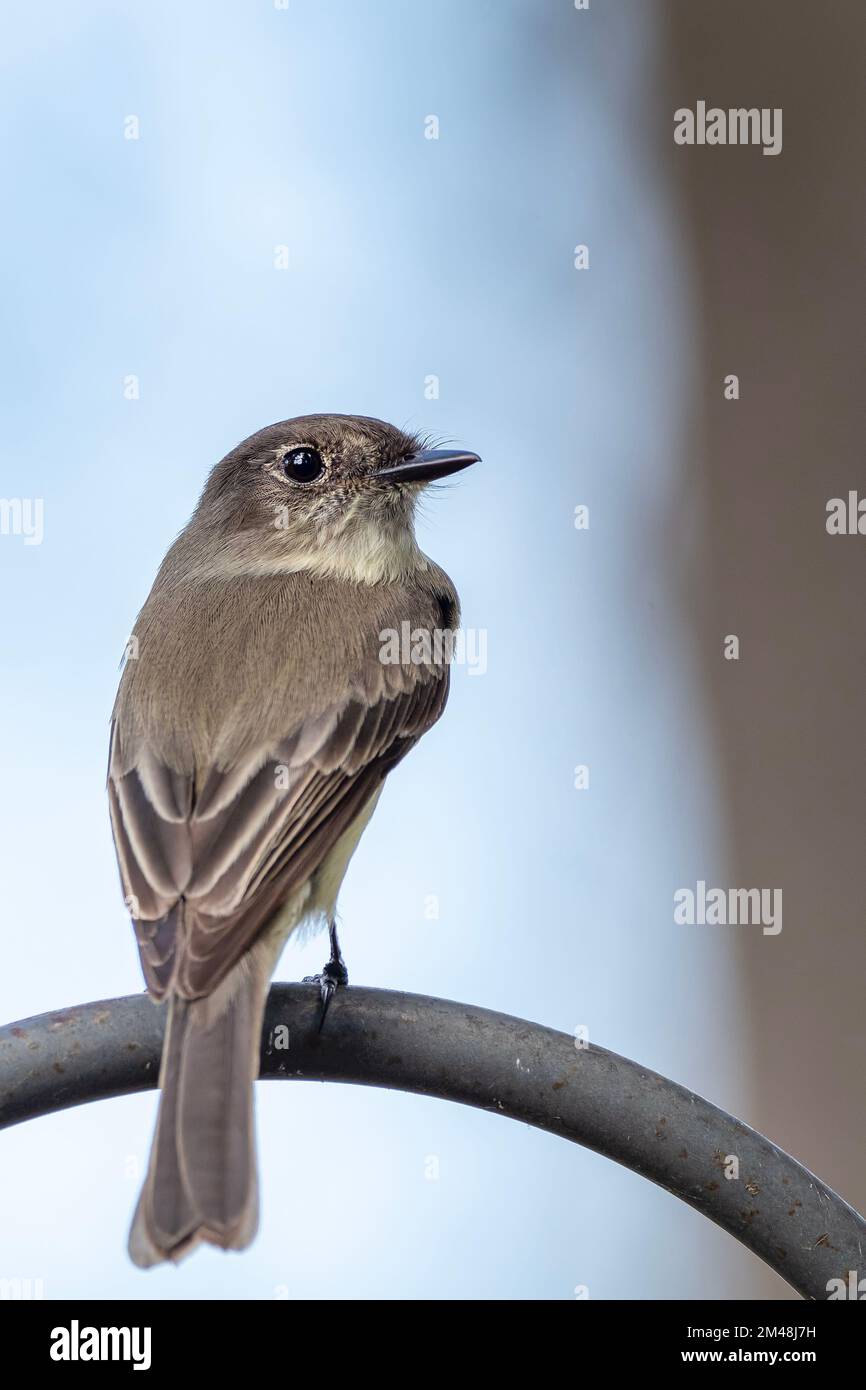 Eastern Phoebe Perched on Shepherd's Hook in Louisiana Garden Stock ...