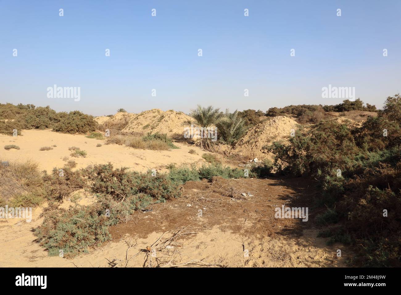 Desert and wild plants Stock Photo - Alamy