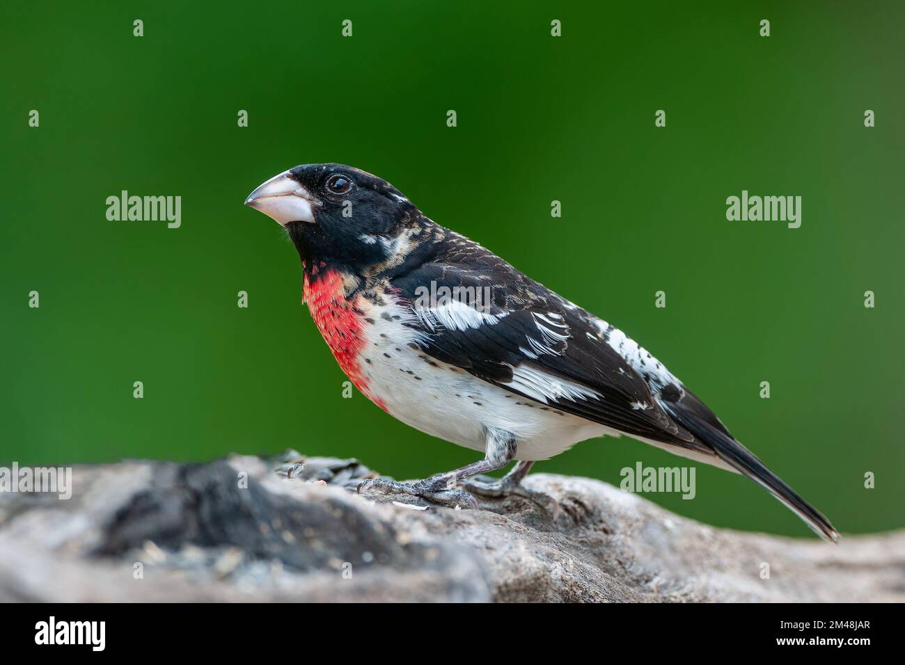 Rose breasted grosbeak rose breasted hi-res stock photography and ...