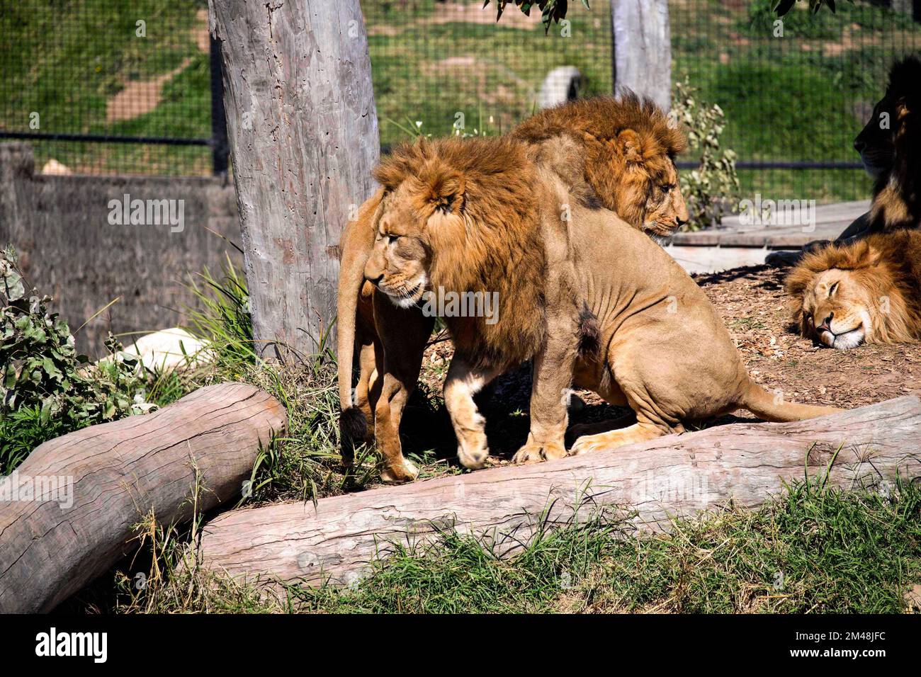 Three male African Lion (Panthera Leo) at Sydney Zoo in Sydney, NSW ...