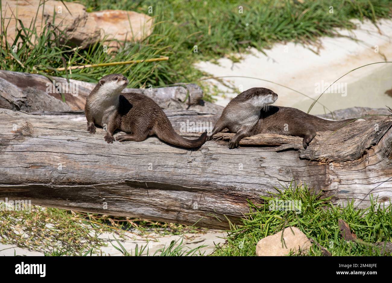 A pair Asian Small-Clawed Otters (Aonyx cinereus) at Sydney Zoo in Sydney, NSW, Australia (Photo ...