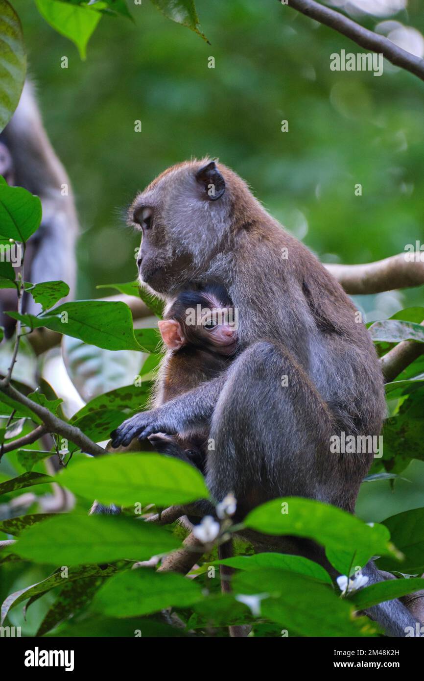 A vertical closeup shot of cute monkey with cub on tree branch in the ...