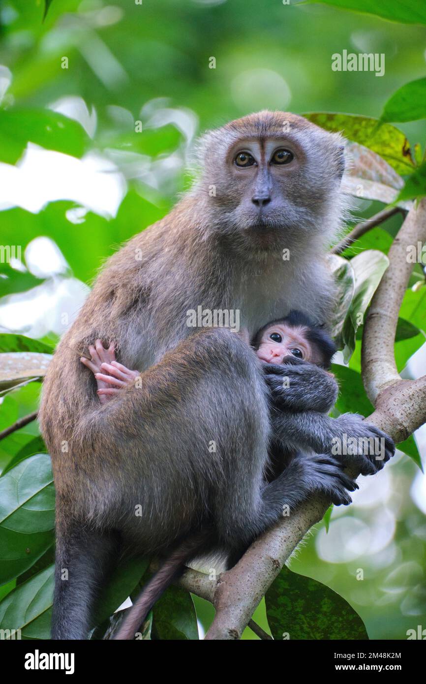 A vertical closeup shot of cute monkey with cub on tree branch in the ...