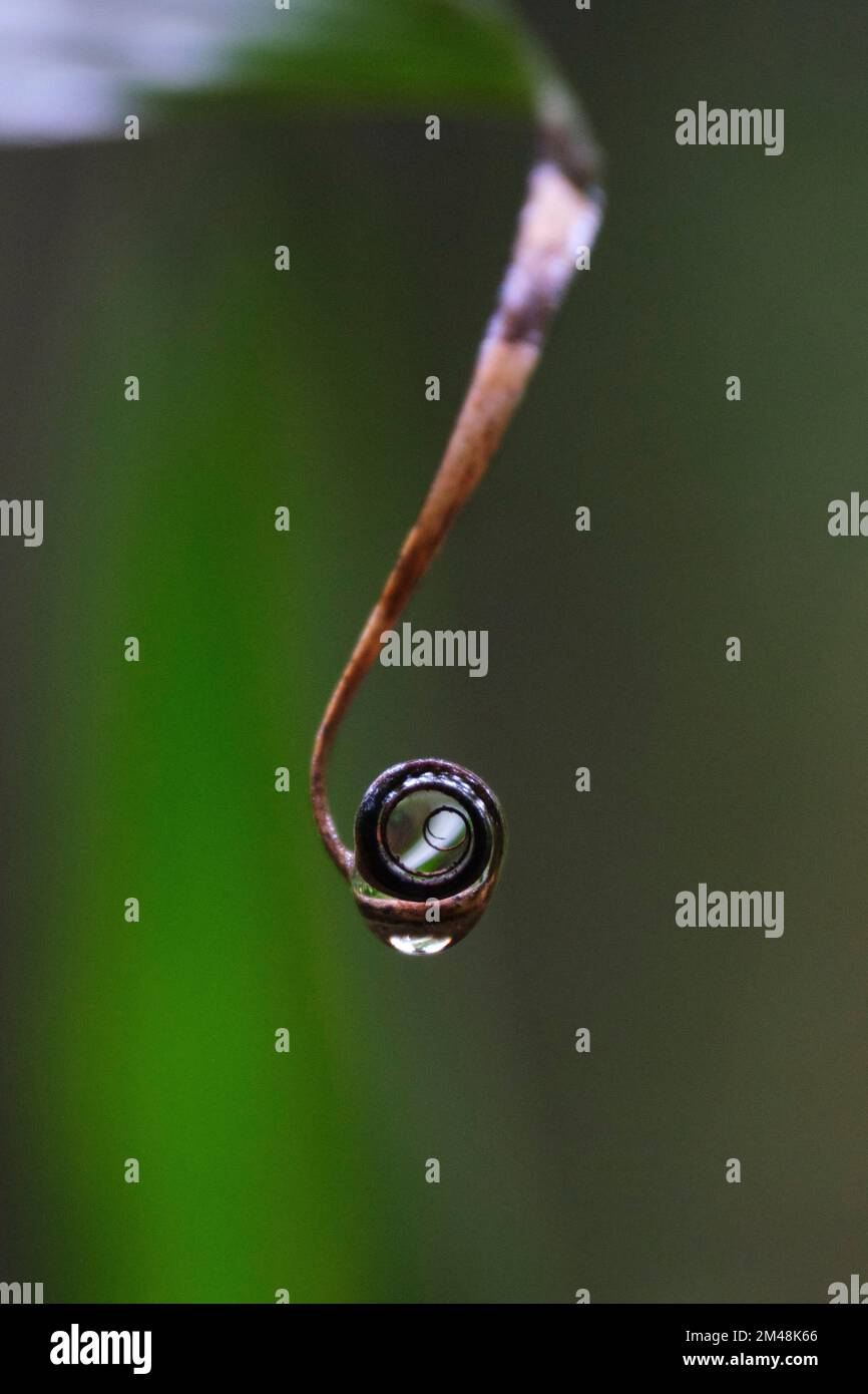 A vertical close-up of a transparent raindrop on the tip of dried plant ...