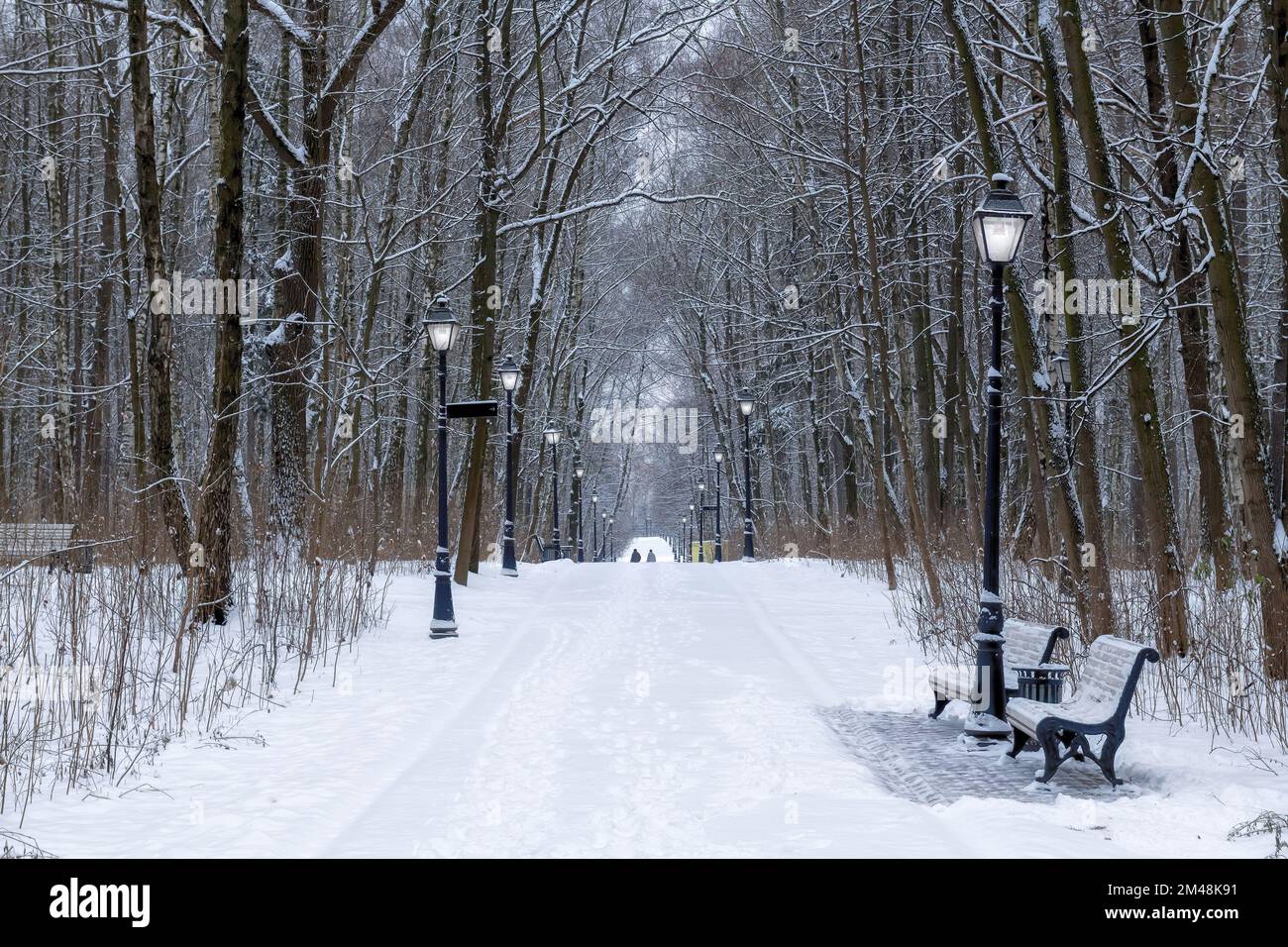 Winter Park with benches and street lamps, trees covered by heavy snow ...