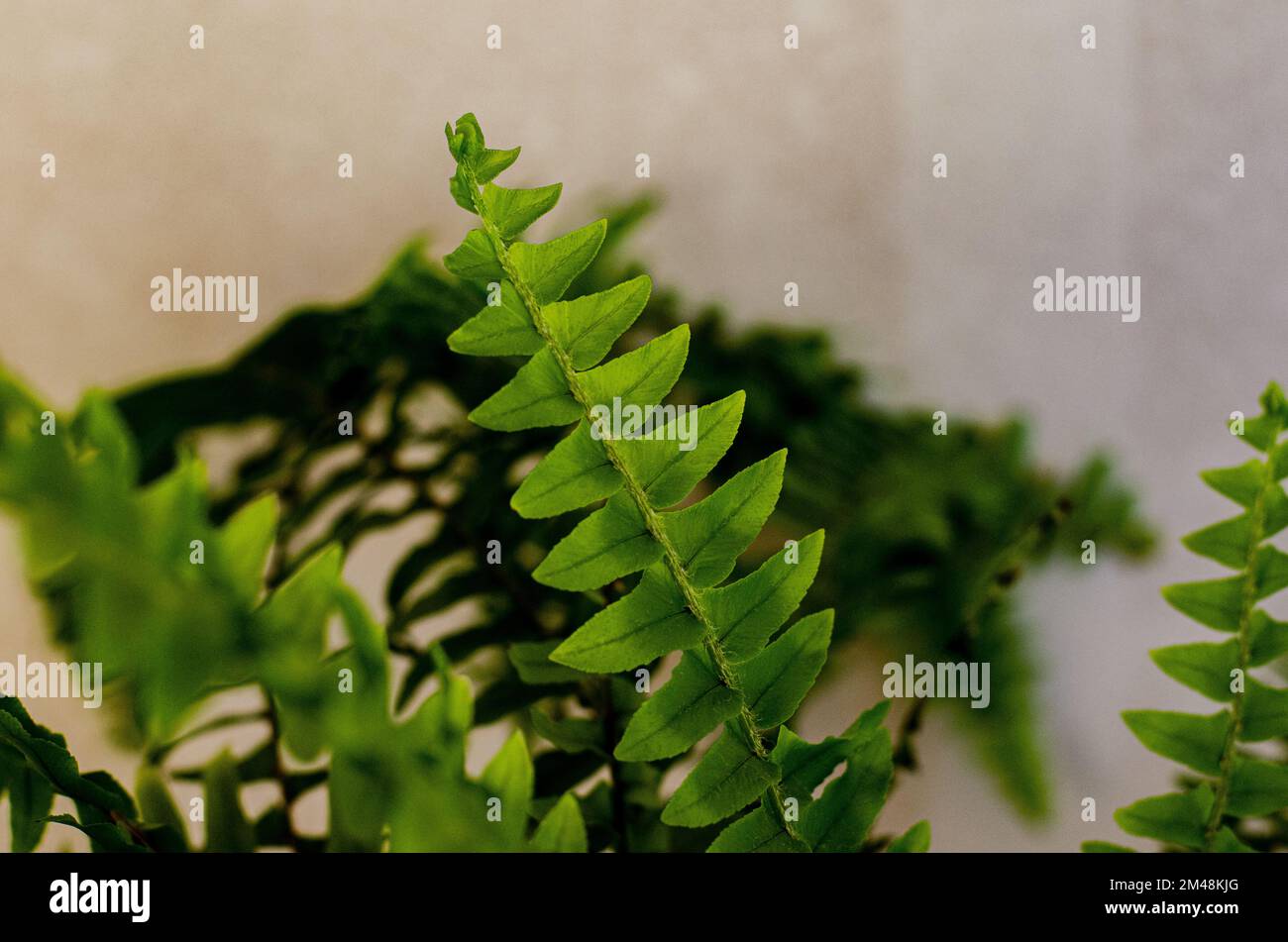 Fern, close-up shot of newly sprouting fern leaves with blurred ...