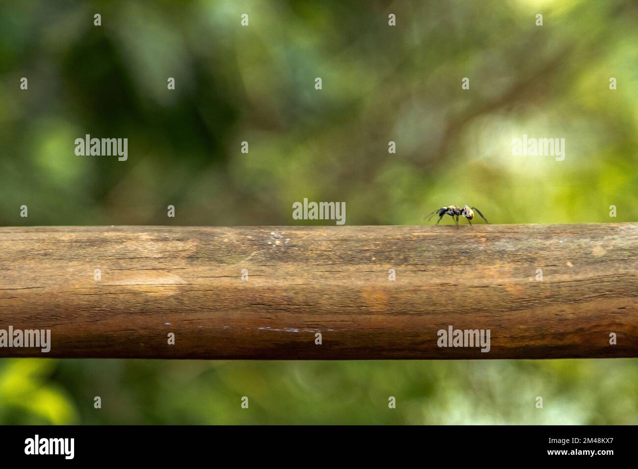 ant on a tree branch in the forest Stock Photo - Alamy
