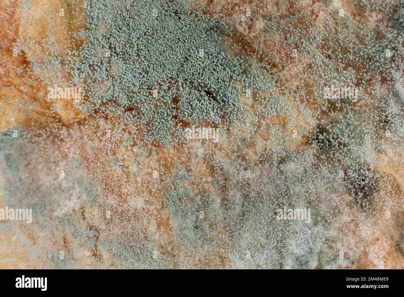 Mold on bread, macro, top view. The danger of mold, stale products ...