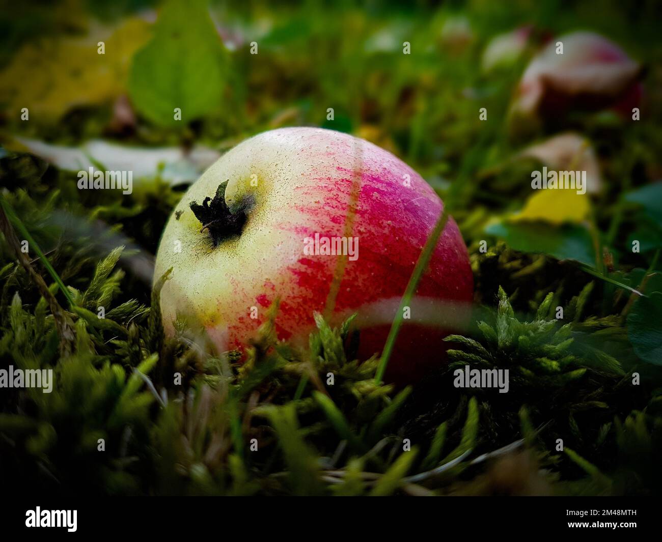 Green apple orchid hi-res stock photography and images - Alamy