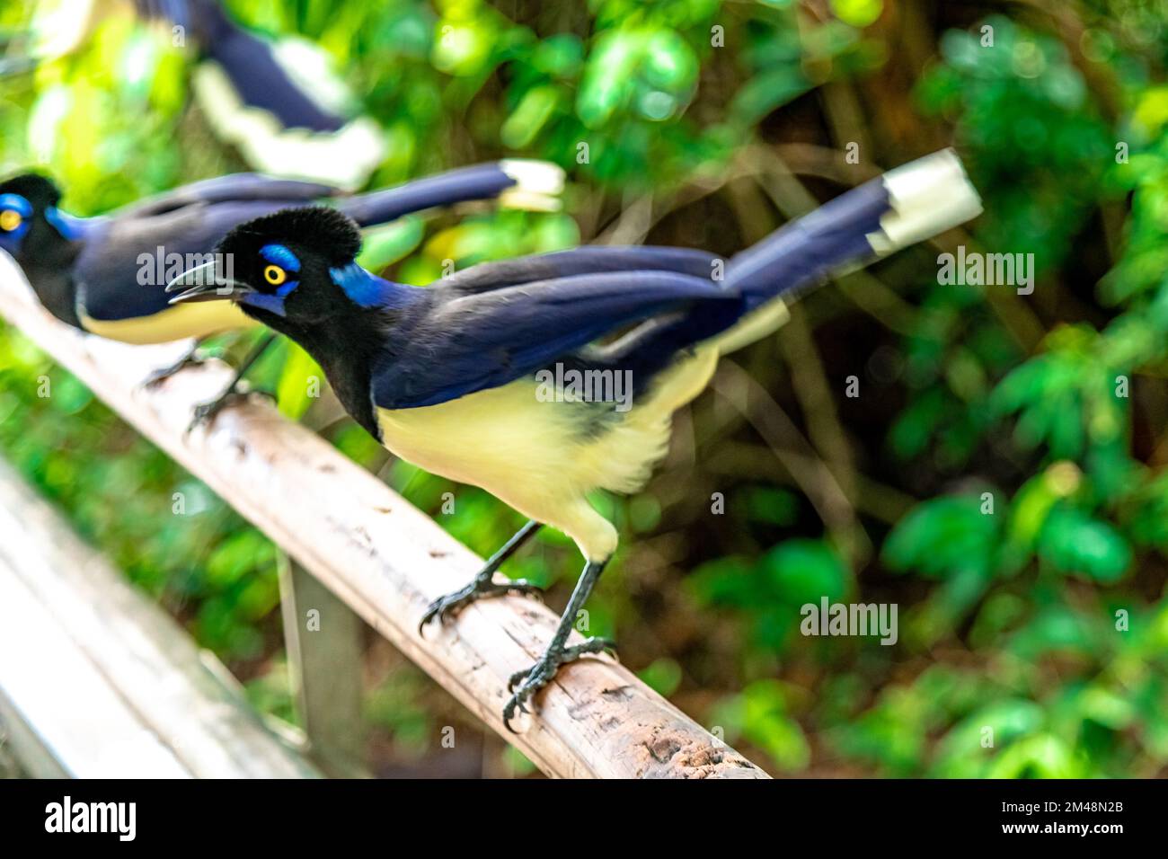 Common jay bird hi-res stock photography and images - Alamy