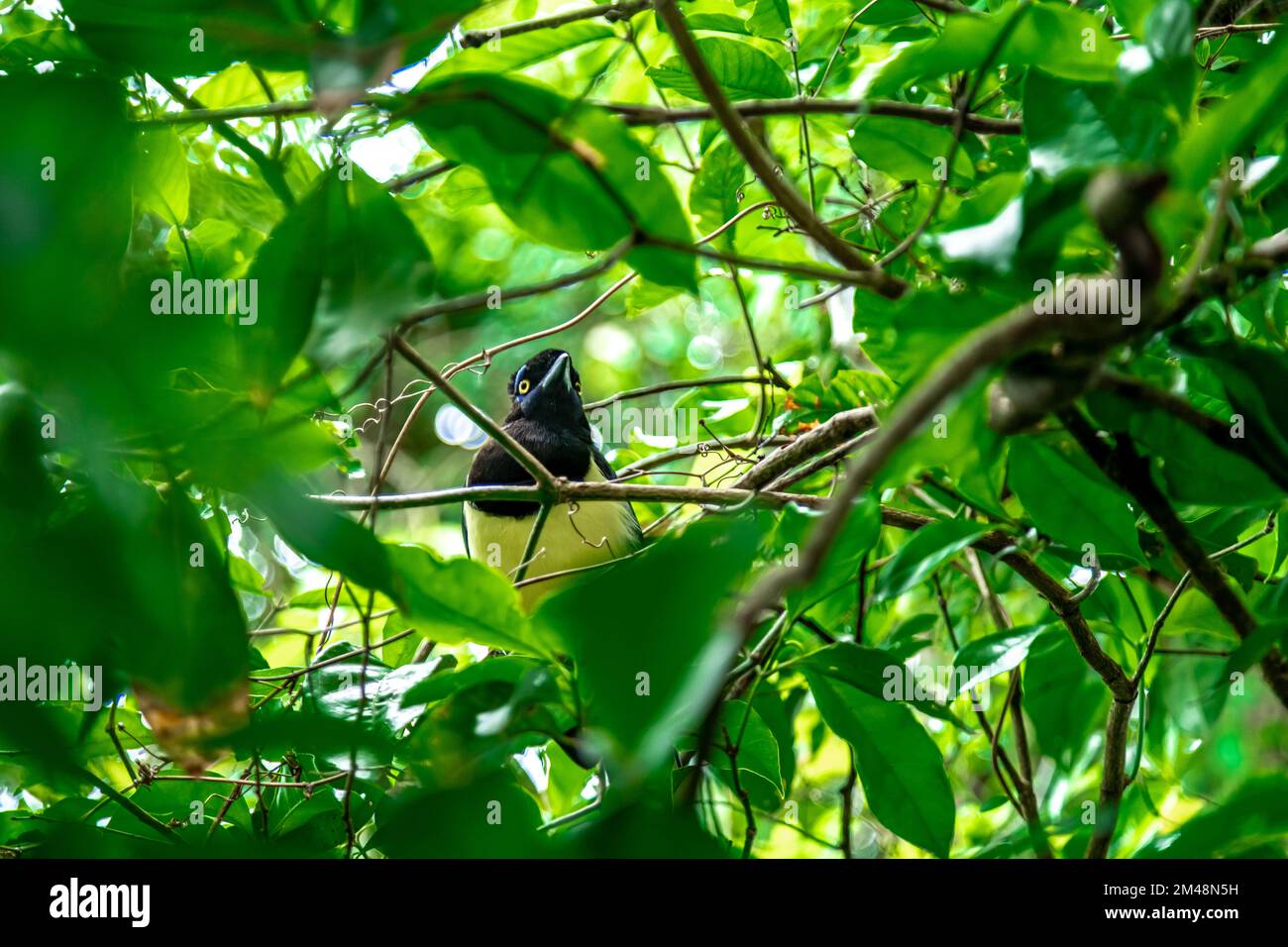 Cyanocorax on tree in jungle hi-res stock photography and images - Alamy