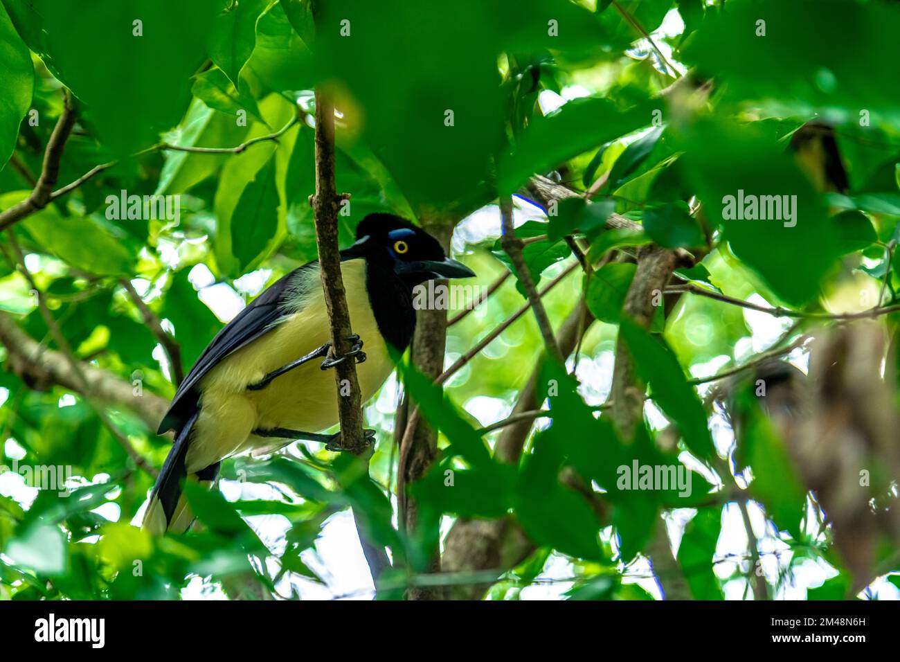 Crested jay on a tree in the forest Stock Photo - Alamy