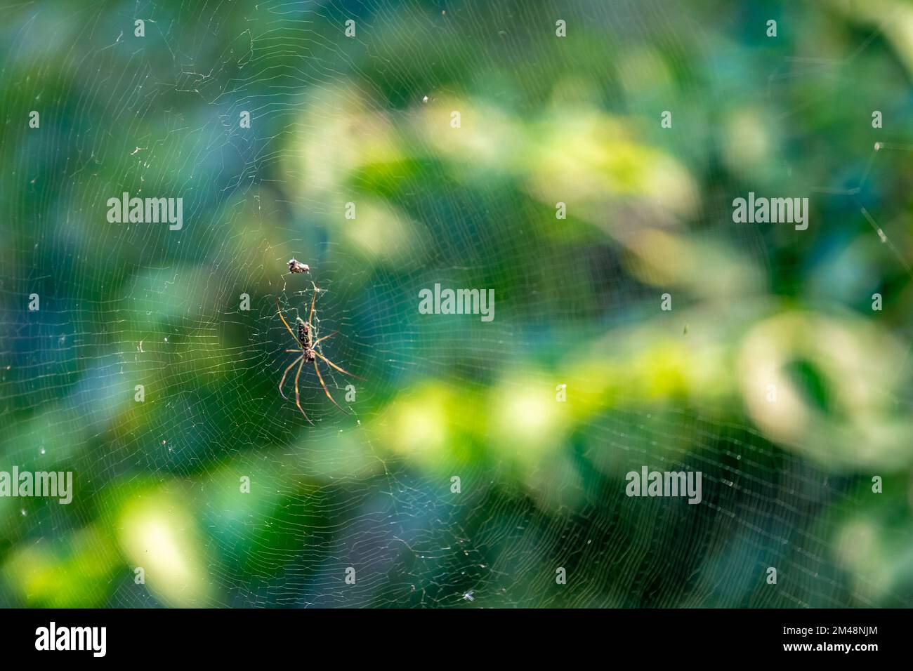 spiders in a web on a tree in nature Stock Photo - Alamy
