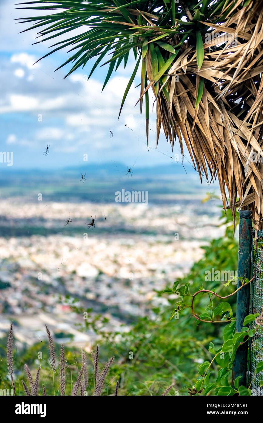 spiders in a web on a tree in nature Stock Photo - Alamy