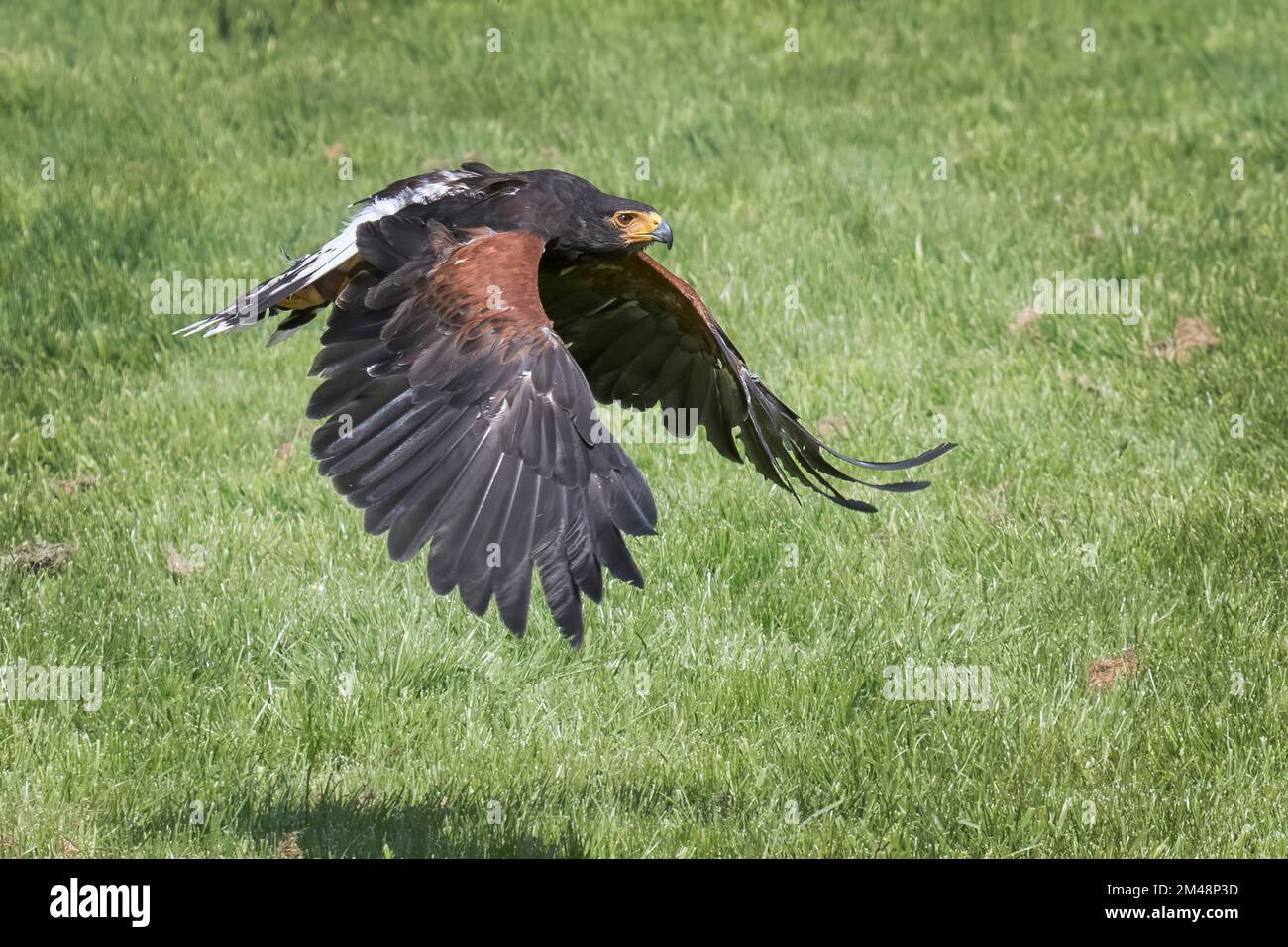 Harris hawk flying hi-res stock photography and images - Alamy
