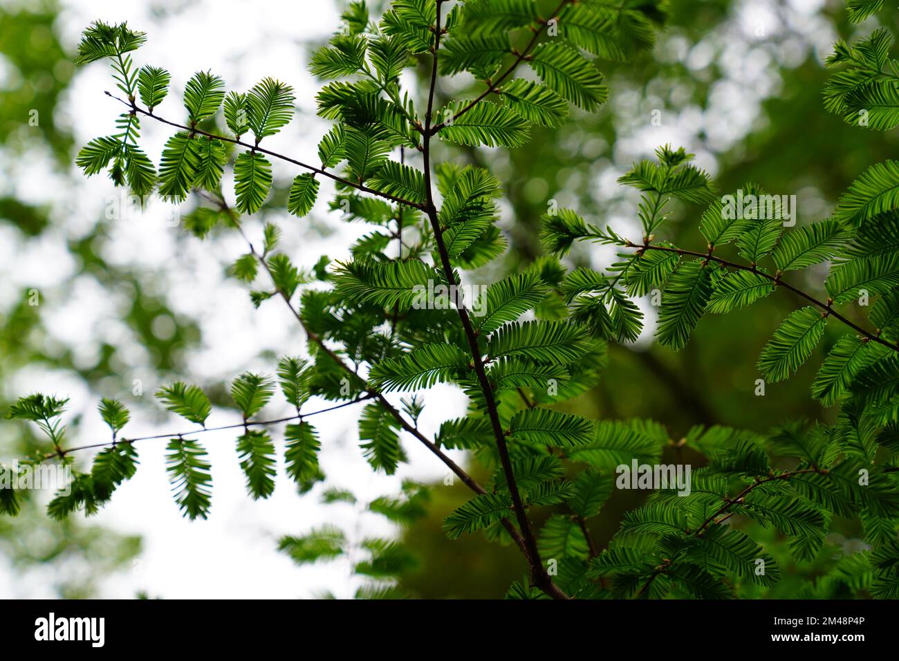 Dawn redwood branch hi-res stock photography and images - Alamy