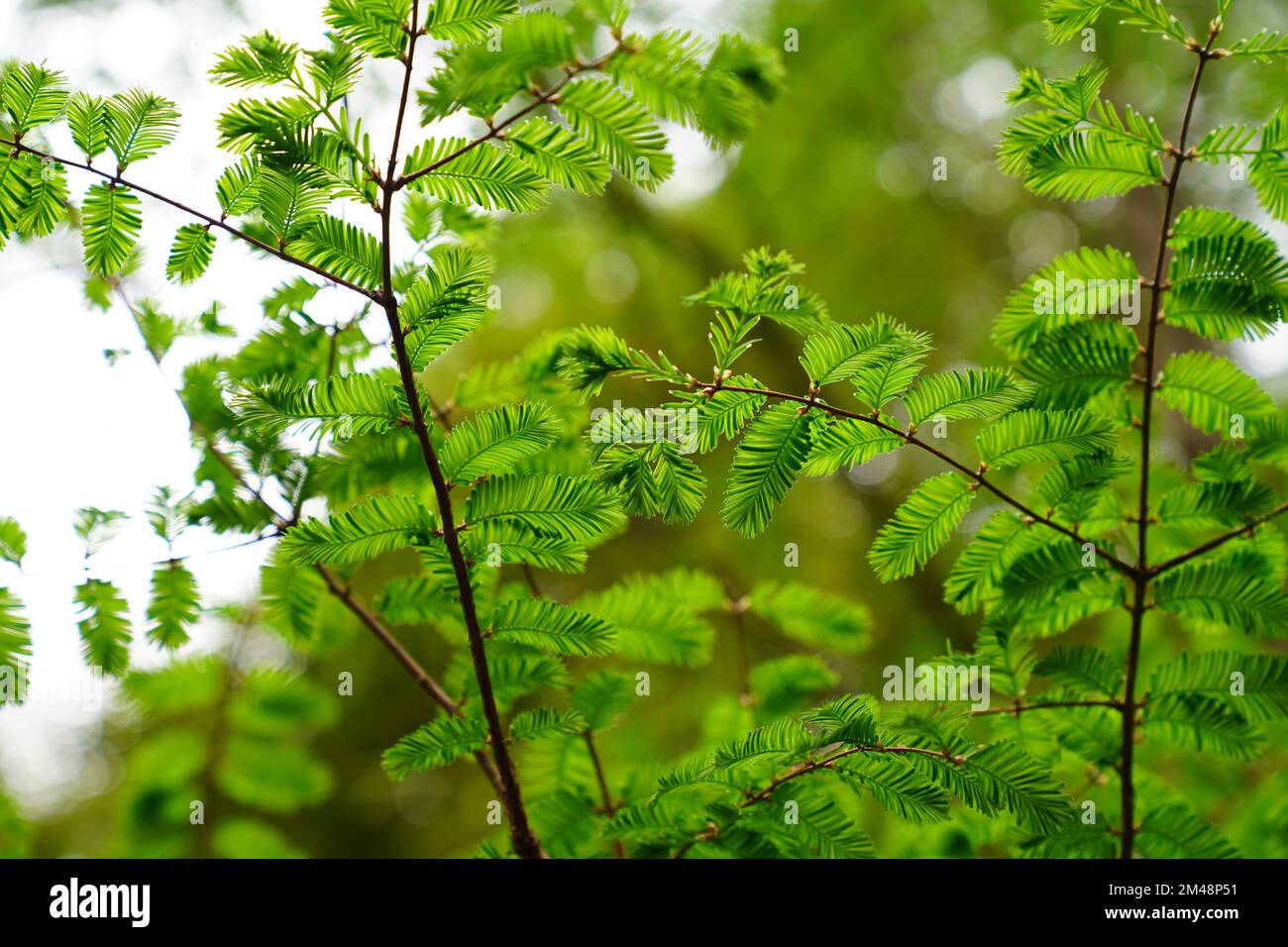 The green leaves of dawn redwood tree Stock Photo - Alamy