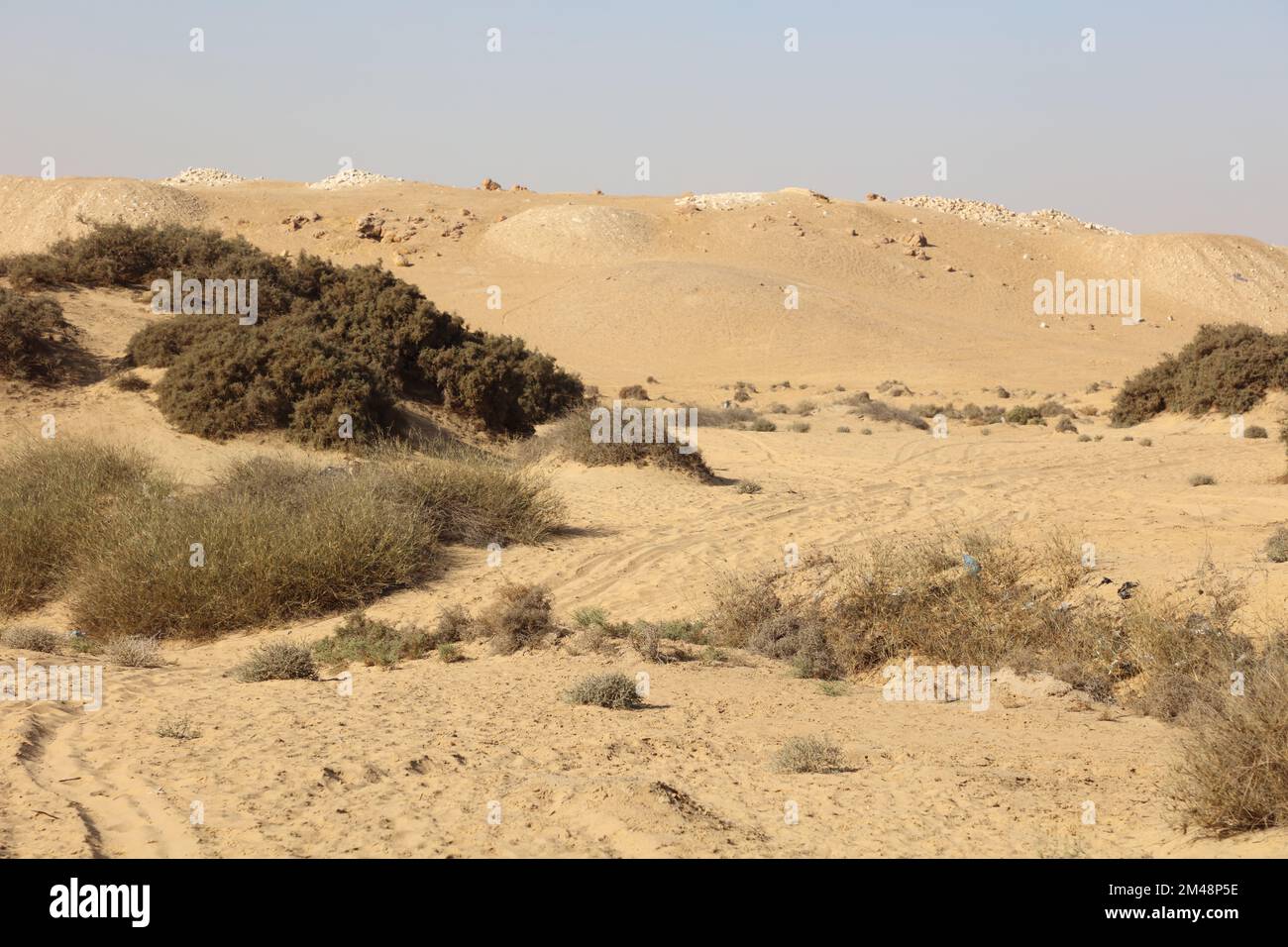 Desert, Sand, and wild plants Stock Photo - Alamy
