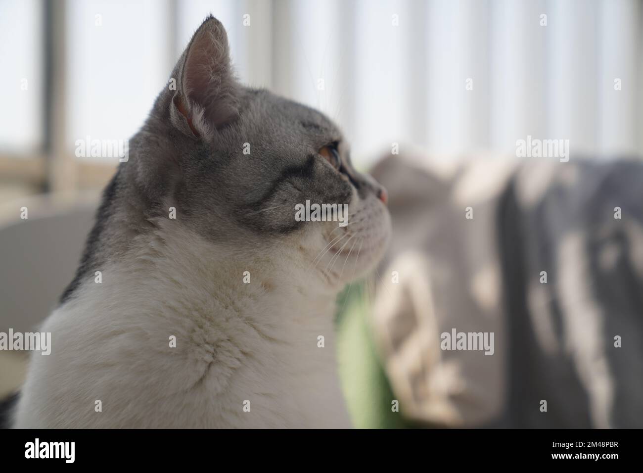 Cat looking right hi-res stock photography and images - Alamy
