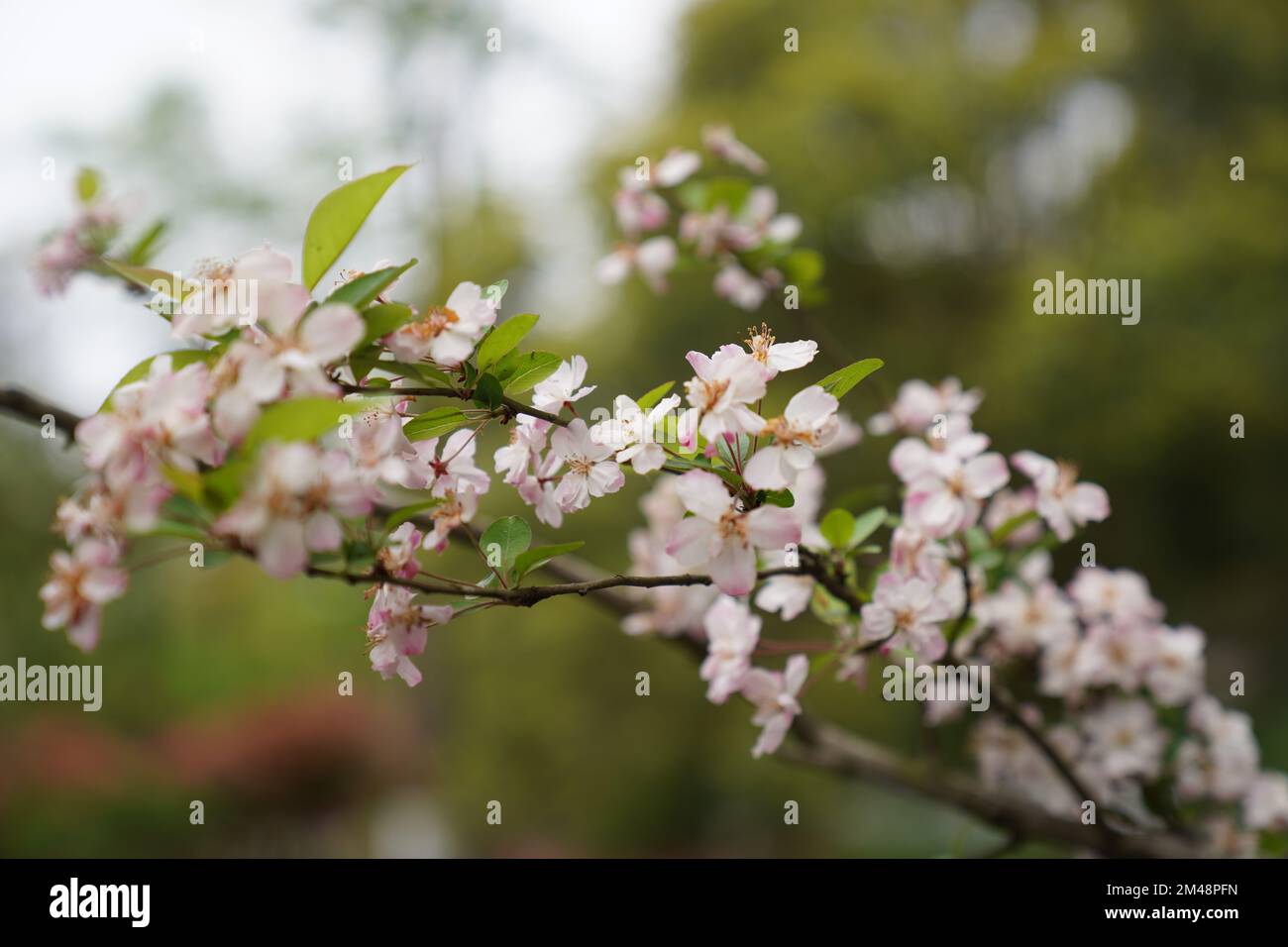 Beautiful view cherry blossom hi-res stock photography and images - Alamy