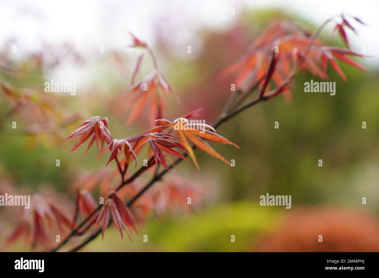 A closeup shot of Japanese maple tree leaves Stock Photo - Alamy