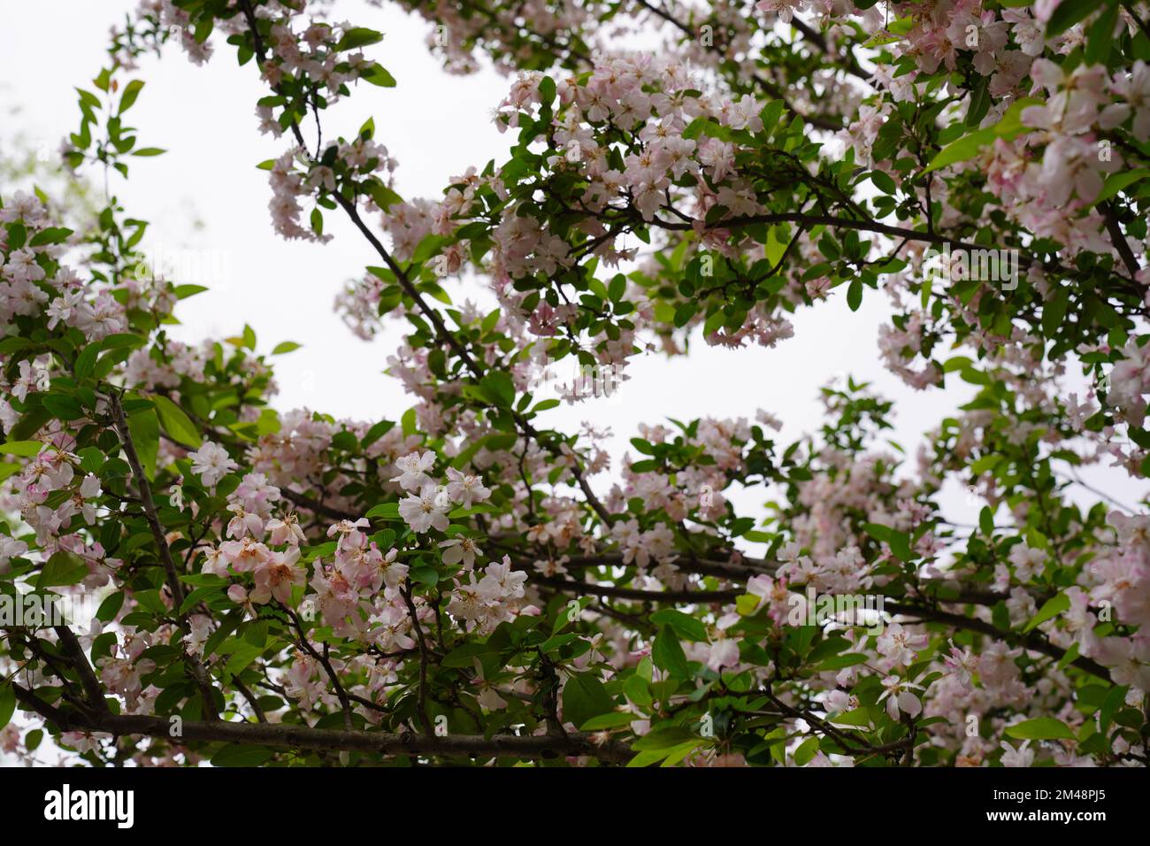 View cherry blossom hi-res stock photography and images - Alamy