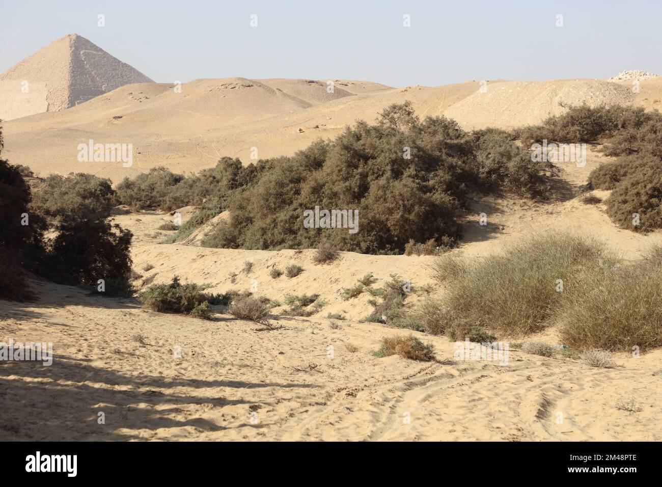 Pyramid, Desert, Sand, and Wild plants Stock Photo - Alamy
