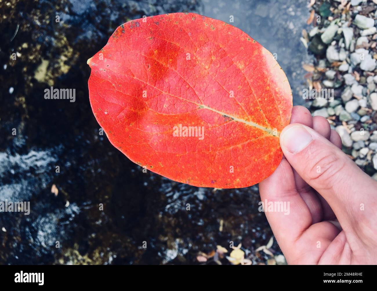 Persimmon artwork hi-res stock photography and images - Alamy